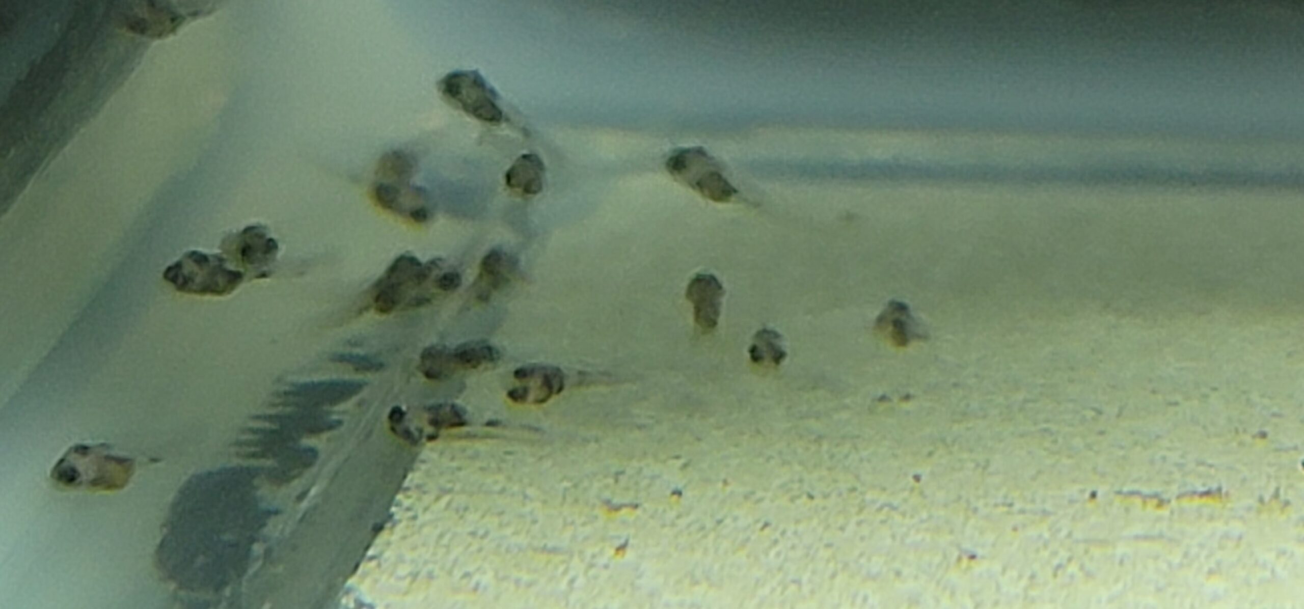 Cyhanick Family Blog :: Fish Babies